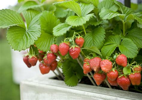 What Type Of Strawberry Plant Is Best At Alana Theodor Blog
