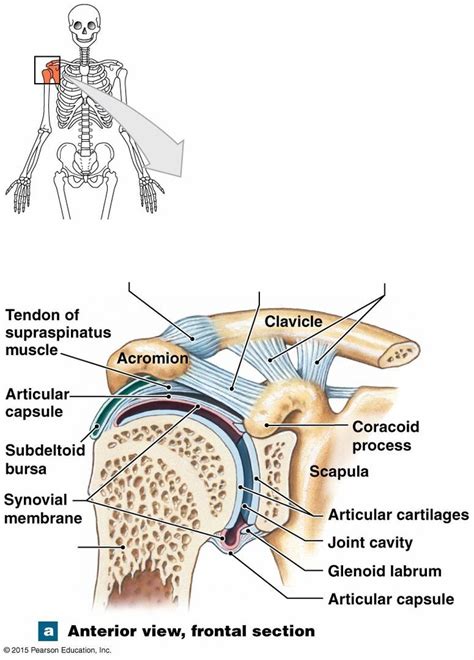 Shoulder Joint Diagram Diagram Quizlet