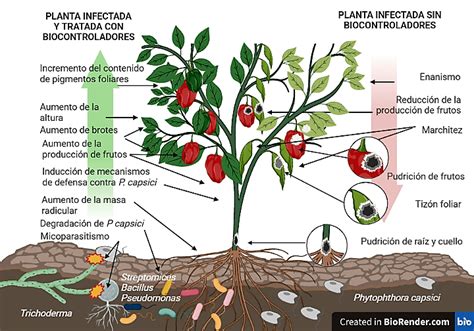 Efecto De Biocontroladores Bacillus Pseudomonas Streptomyces Y Download Scientific Diagram