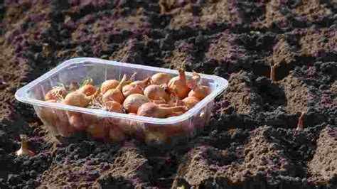 Коли садити цибулю на зиму у 2022 році терміни та поради