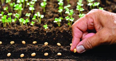 Seed Planting Guide Quantity Per Hole Pot Or Cell South Elmonte