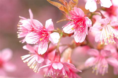 Khadijah Bint Khuwaylid