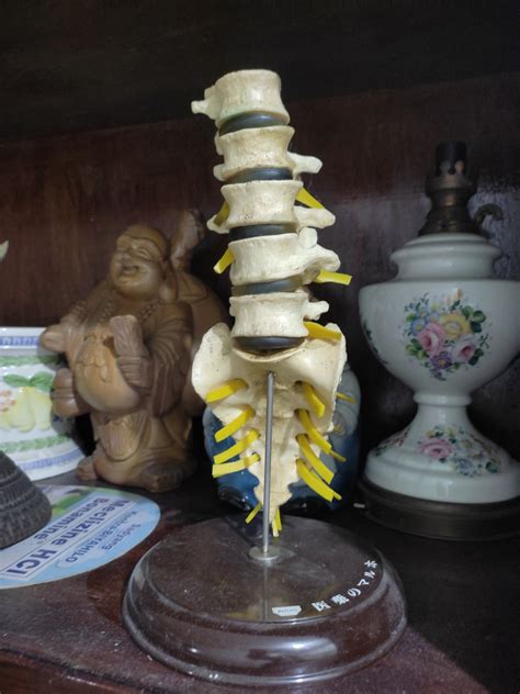 Spinal Cord Anatomical Structure On Carousell