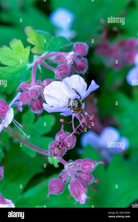 Natural Close Up Flower Portrait Of Geranium Macrorrhizum Big Root