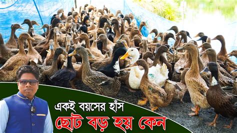 একই বয়সের হাঁস ছোট বড় হয় কেন ছোট বড় হওয়ার কারণ কি Duck Farming Khamar Bangla 24