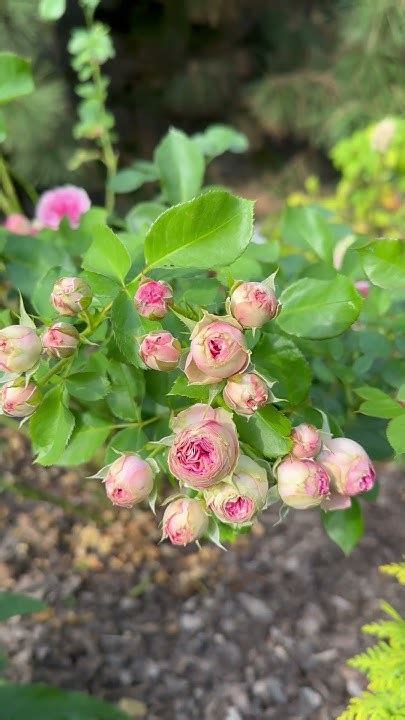 Теплі дні жовтня Youtube