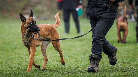 15 Working Dog Breeds And Their Essential Jobs