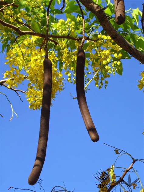 Bondades De Los Arboles Cassia Fistula Y Cassia Grandis