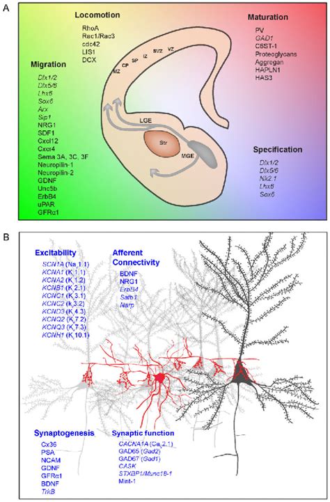 Figure 1 From Involvement Of Cortical Fast Spiking Parvalbumin Positive