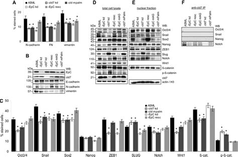 Cld7 Palmitoylation And Emt Gene Expression A C Wt Kd And Rescue Download Scientific