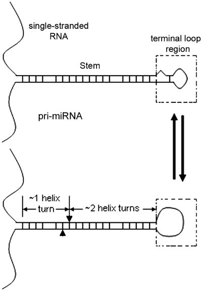 Schematics Of Pri Mirna Structure And Flexibility In The Terminal Loop Download Scientific