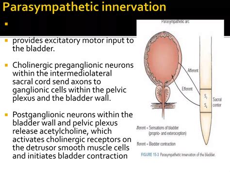 Bladder Physiology Pptx