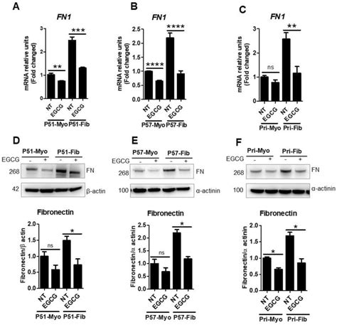 Levels Of Fibronectin Mrna And Protein Expression Were Reduced By Egcg Download Scientific