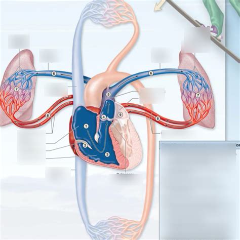 Bio 269 Lab 4 Pulmonary Circulation Labeling Diagram Quizlet