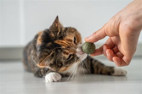 Why Do Cats Go Crazy For Catnip And Is It Safe Jean Marie Bauhaus