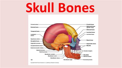 Temporal Bone Anatomy Ppt Temporal Bone Anatomy Ppt