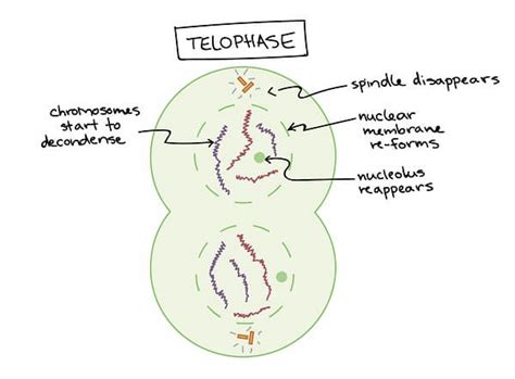 Telophase In Mitosis And Meiosis Telophase I Ii Magnoliaceae Floral Diagram