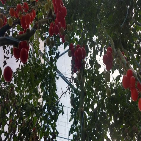 Strawberry Diseases Detection Object Detection Model By Research Proj