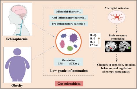 吴小立 谢黎炜联合综述肠道菌群可能作为联系精神分裂症和肥胖症发病机制的共同枢纽 100医药网