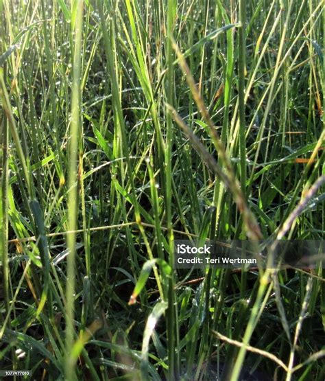 와 같은 다양 한 배경 용암 바위 벽에 이끼 풀 잎에이 슬 방울 이끼 가까이의 클로즈업을 석양 모래 잎 잔디 W 아침 빛 화산 암 모스 벽 비 자동차 창에 드랍 스와 화산