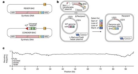 Nature 基因合成重大创举！超大碱基规模dna组装方法如何创造全新生物体？ 北京德奥平生物技术有限公司