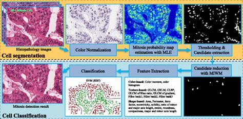 Block Diagram Of The Proposed Cad System For Automatic Mitosis Detection Download Scientific