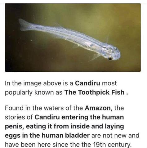 Thanks I Hate Candiru Fish Tihi