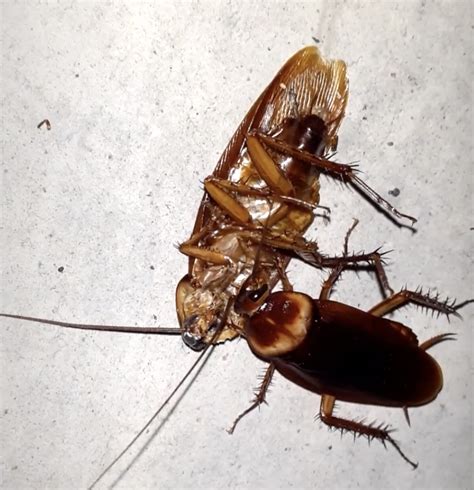 Does Killing A Cockroach Attract More Not Often But It Can