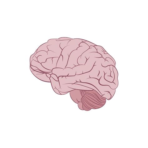 뇌 일러스트 이미지 Freepik에서 무료 다운로드
