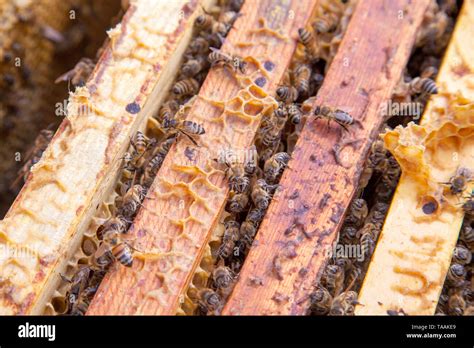 Frames Of A Beehive Close Up View Of The Opened Hive Body Showing The Frames Populated By Honey