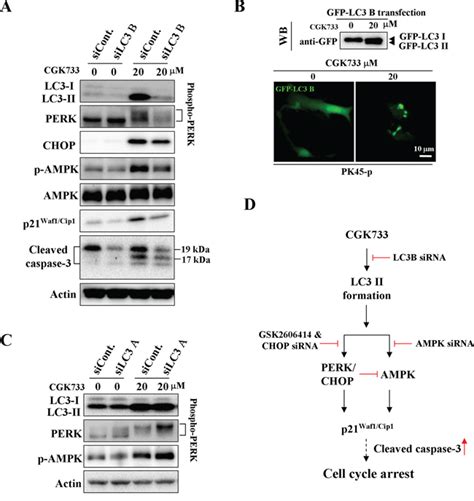 Cgk733 Induced Lc3 Ii Formation Is Positively Associated With The