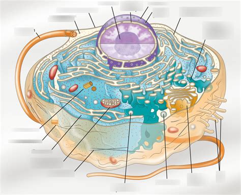 Cell Diagram Diagram Quizlet Cell Diagram Diagram Quizlet