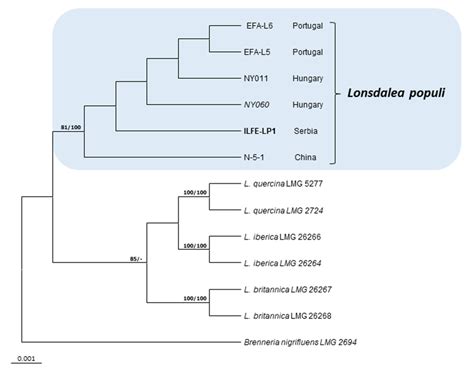 Maximum Likelihood Ml Tree Resulting From Ml Analyses Of The