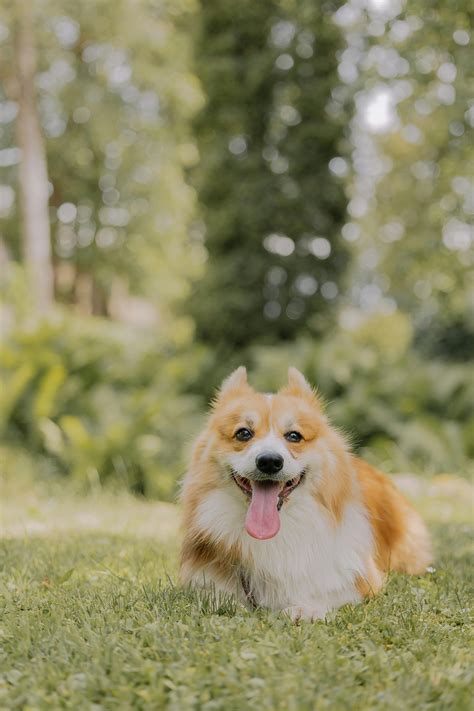 실내 Pembroke 웨일스 어 Corgi 가정 개 개 품종 개의 거주 공간 고요한 귀여운 강아지 꼬리