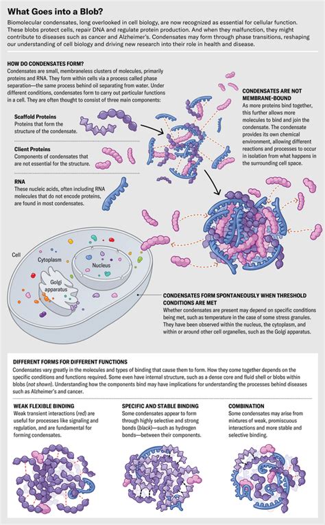Mysterious Blobs Found In Cells Are Rewriting How Life Works Scientific American
