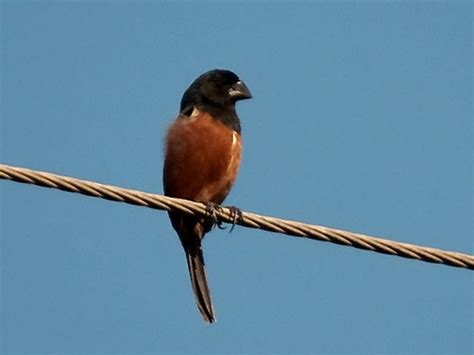 Picolet Ringmaster Amsterdam Surinaamse Zangvogelvereniging