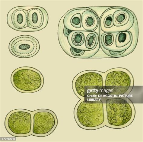 Progression Diagram Photos And Premium High Res Pictures Getty Images