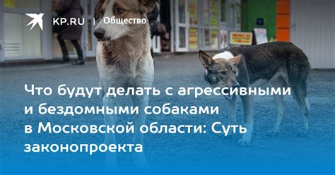 Что будут делать с агрессивными и бездомными собаками в Московской области Суть законопроекта