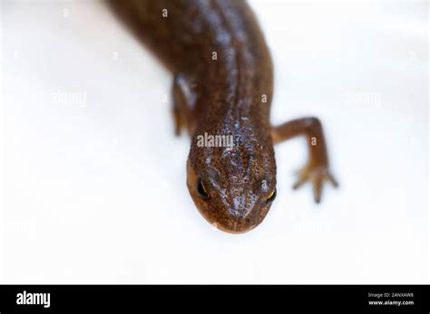 Close Up View From Above Of The Head Of A Common Newt Or Smooth Newt Lissotriton Vulgaris