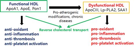 The Properties Of Functional Hdl And Dysfunctional Hdl Apoe Download Scientific Diagram