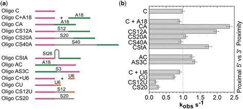 Position Of Hfq Binding Site Is Important For Rna Annealing A Scheme Download Scientific