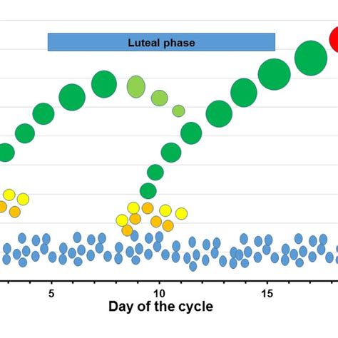 Pdf Synchronization Of Estrus And Ovulation In Dairy Cattle