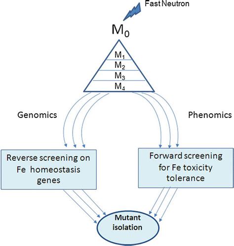Schematic View Of Mutant Discovery For Rice Mutant Tolerance To Fe