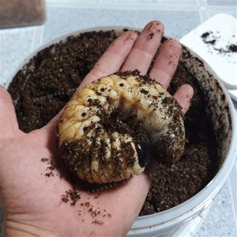 Propessional Mat Pro Mat Mat