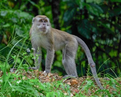 Singe Macaque Crabier Macaque Crabier Habitat Gcznu
