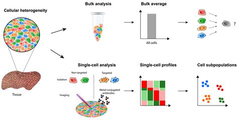Mass Spectrometry Based Single Cell Analysis Encyclopedia Mdpi