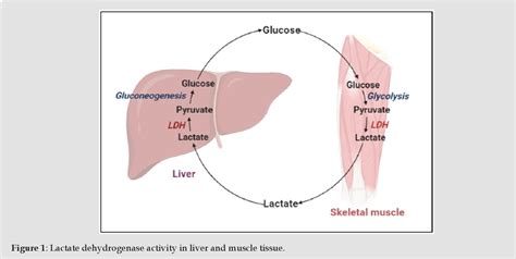Figure 1 From Lactate Dehydrogenase A Potential Diagnostic Biomarker For Cancer A Review Of