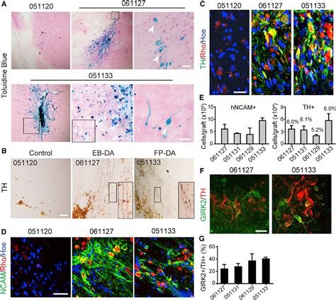 Figure 1 From Human Clinical Grade Parthenogenetic Esc Derived Dopaminergic Neurons Recover