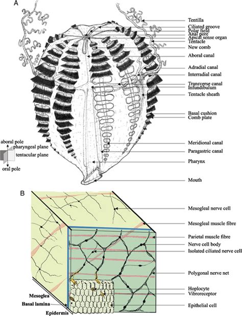 A General Organization Of Pleurobrachia Pileus From Jager Et Al