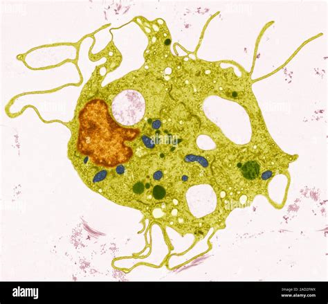 Fibroblast Coloured Transmission Electron Micrograph Tem Of Fibroblast Cell From Loose